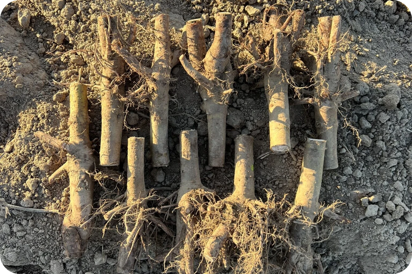 5 sztuk korzeni drzew tlenowych - Paulownia Shan Tong - Green Lungs